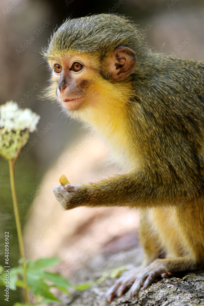 The Gabon talapoin (Miopithecus ogouensis), also known as the northern ...