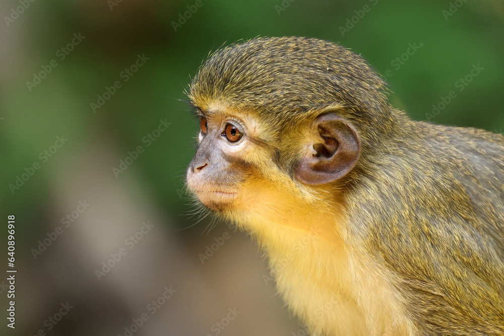 The Gabon talapoin (Miopithecus ogouensis), also known as the northern ...
