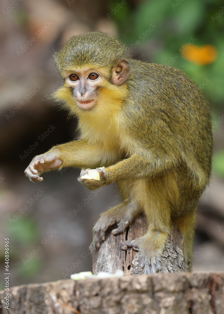 Photo & Art Print The Gabon talapoin (Miopithecus ogouensis), also ...