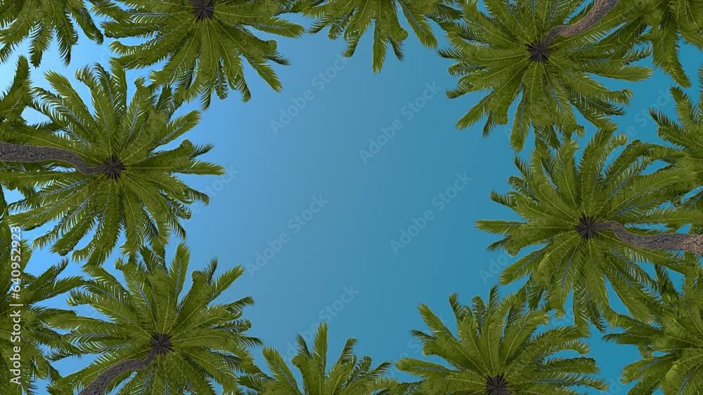 Low level view of palm trees rotating in a seamless loop. Perfect frame ...
