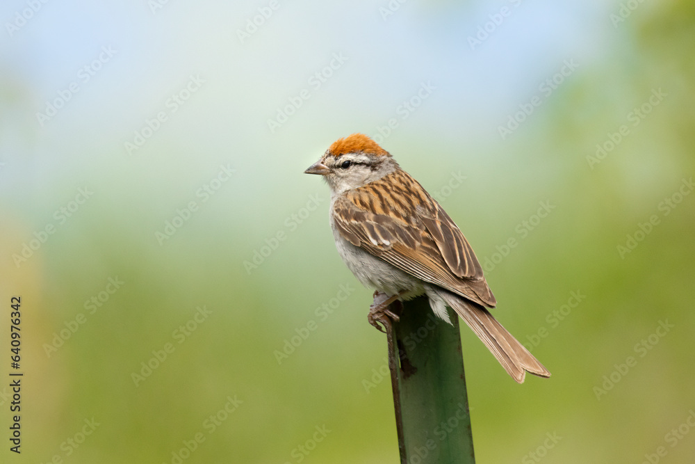 Sparrow's Post. Chipping Sparrow (Spizella passerina) on a steel fence ...