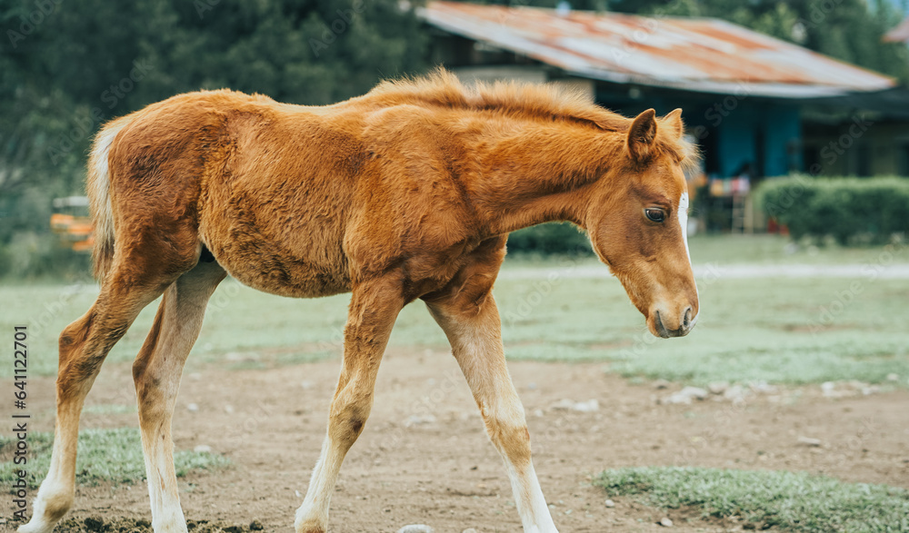 young chestnut horse walking in field grass. Ranch horse to race in ...