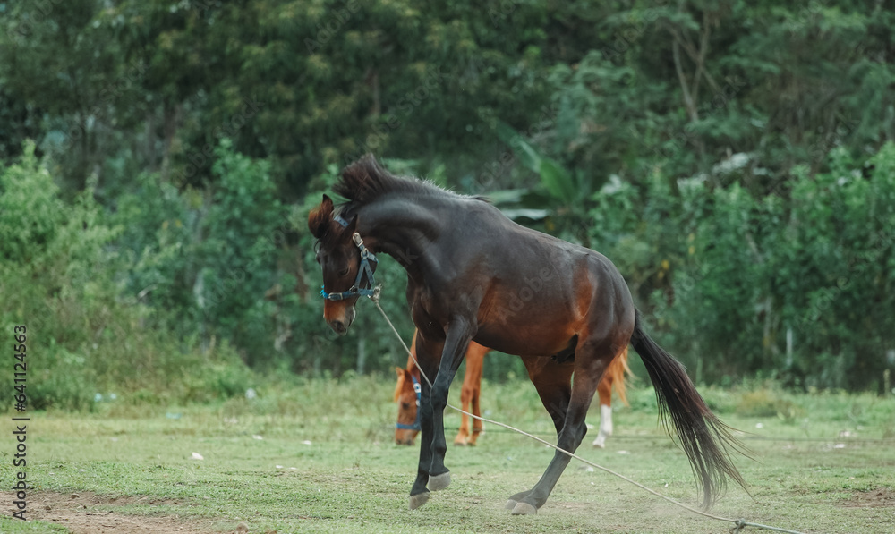 Male horse standing on two legs in field grass with nature background ...