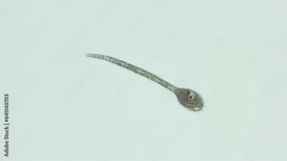 Larva of sea squirts Halocynthia pyriformis under microscope, class ...