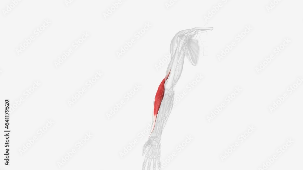 brachioradialis is a muscle of the forearm that flexes the forearm at ...