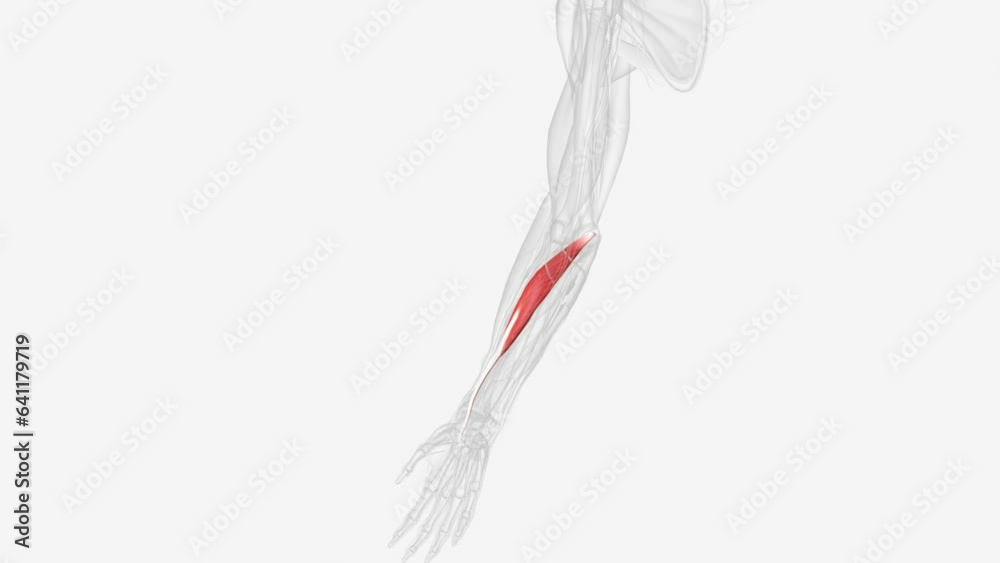 The flexor carpi radialis muscle is a long, superficial muscle of the ...