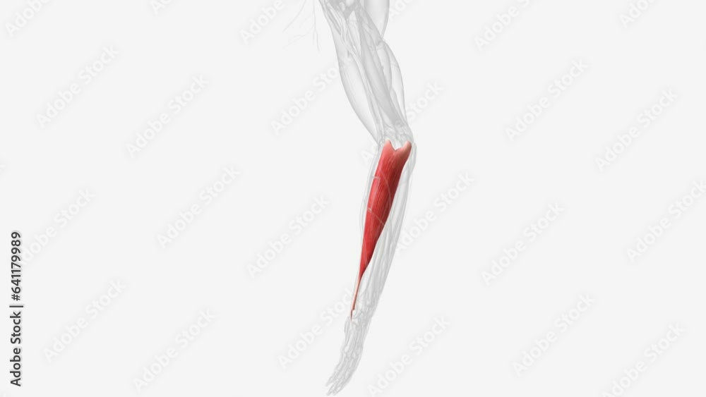 Flexor carpi ulnaris is a superficial flexor muscle of the forearm that ...