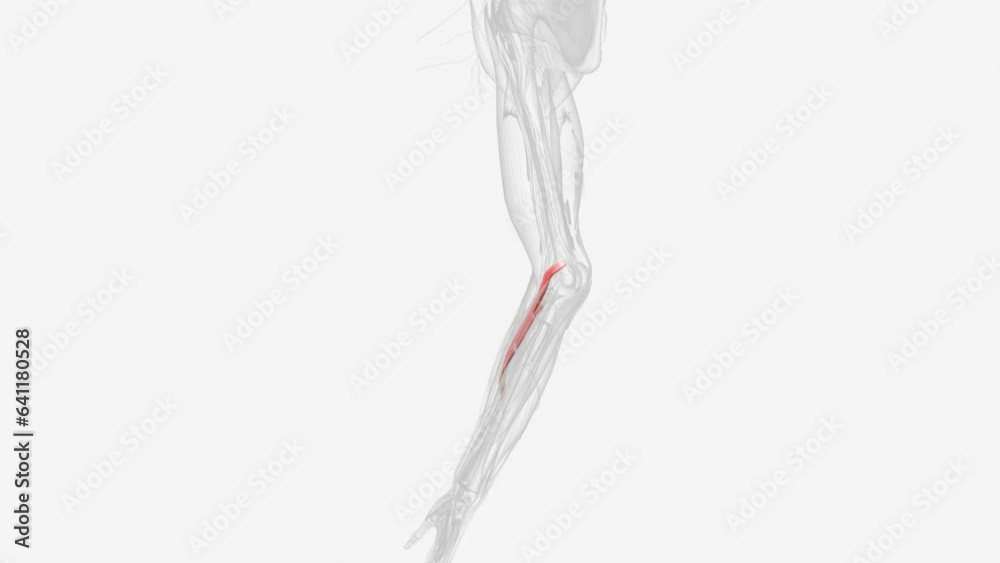 pronator teres muscle is a long, round muscle that is located on the ...