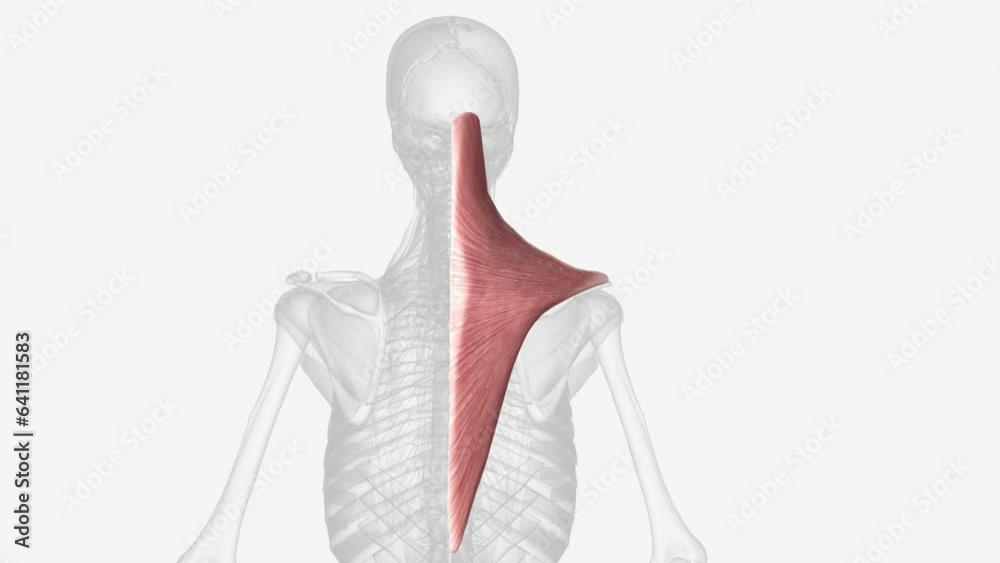 Trapezius myalgia (TM) is the complaint of pain, stiffness, and ...