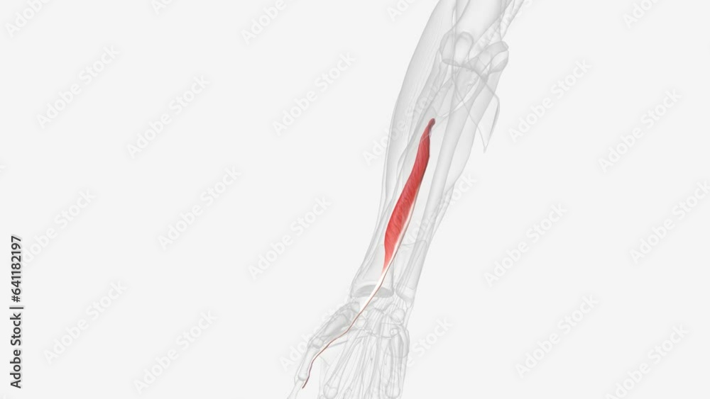 The flexor pollicis longus is a muscle in the forearm and hand that ...