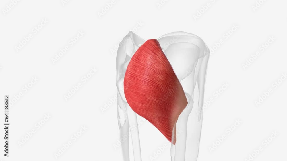 The gluteus maximus is the most superficial and largest of the three ...