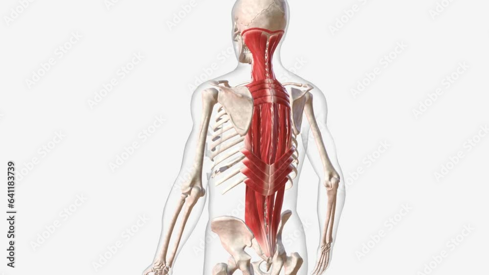 The upper back muscles are: Latissimus dorsi, Rhomboid muscles, Levator ...