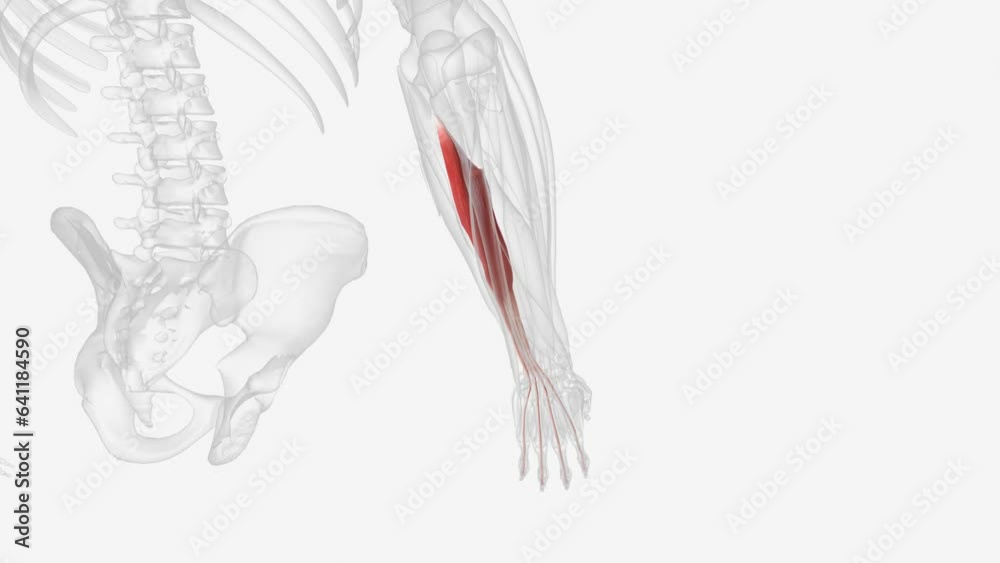 flexor digitorum profundus is a muscle in the forearm of humans that ...