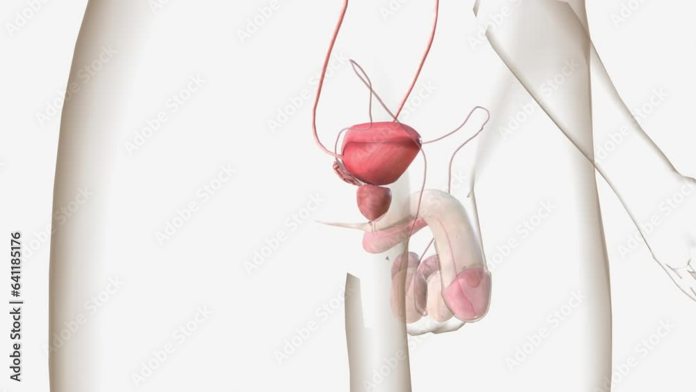 The Male Reproductive System Includes The Penis Scrotum Testes