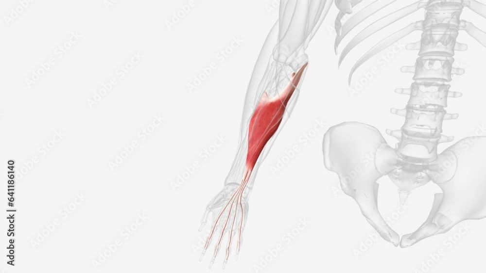 Flexor digitorum superficialis (flexor digitorum sublimis) is an ...