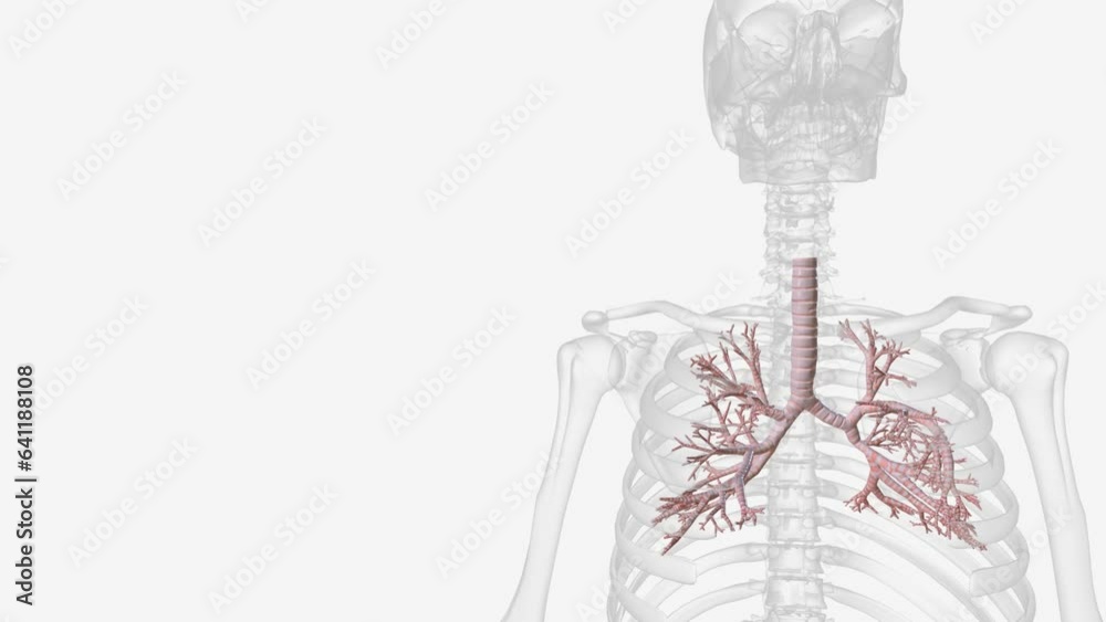 A bronchus is a passage or airway in the lower respiratory tract that ...
