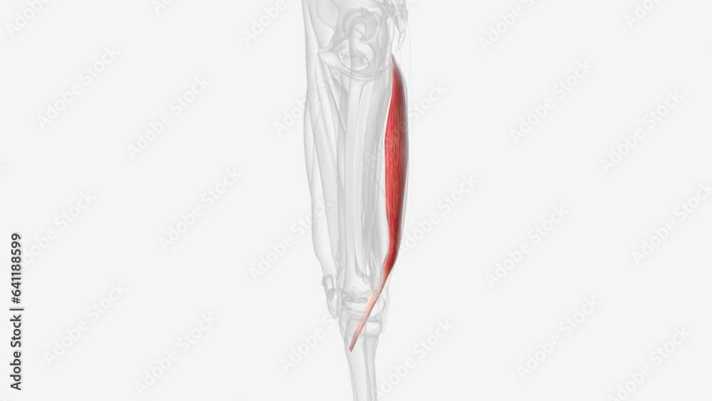 Semitendinosus is a fusiform muscle of the posterior compartment of ...