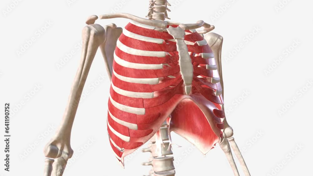 The muscles of the thorax include both the diaphragm as well as the ...