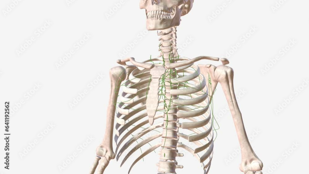 Thoracic lymph nodes are separated into two types: parietal lymph nodes ...