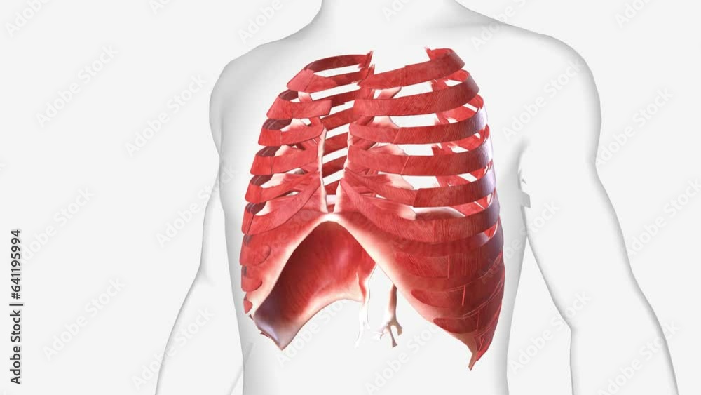 The muscles of the thorax include both the diaphragm as well as the ...