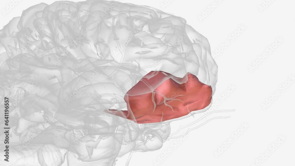 orbital gyri are located on the inferior surface of the frontal lobe ...