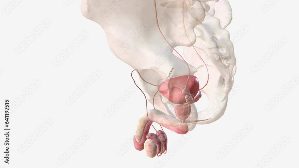 The Male Pelvic Floor Muscles Support The Bladder And Bowel And Affect Sexual Function Stock