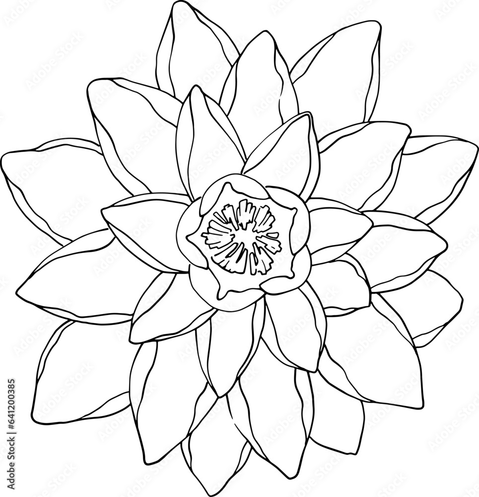 Water lily or water lily flower. Linear illustration, top view. Botany ...