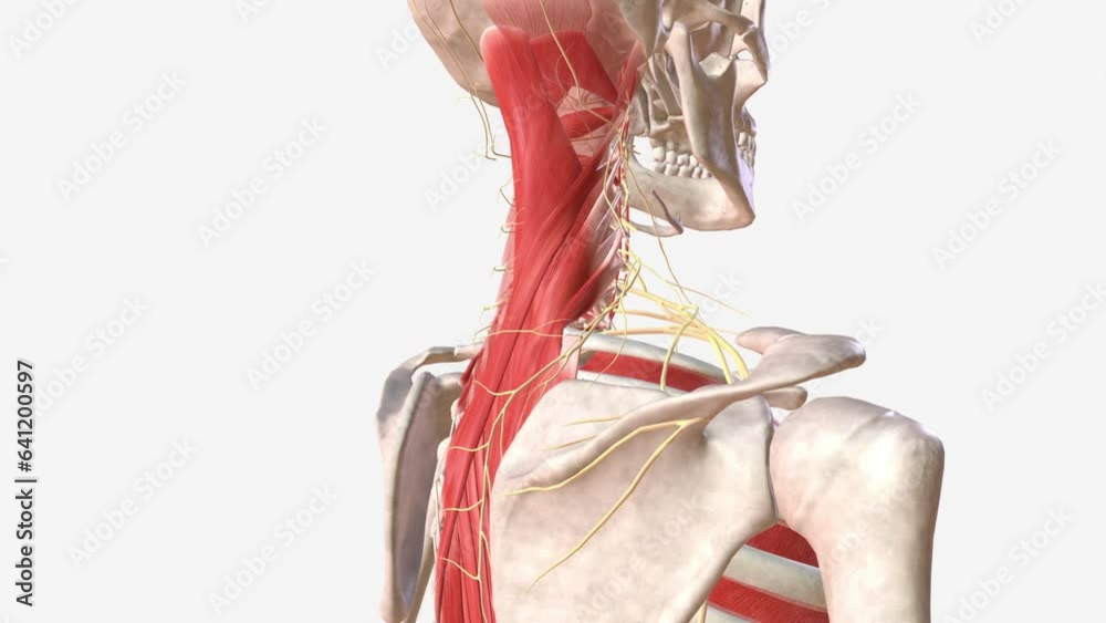 The neck muscles are innervated by various cervical nerves and their ...