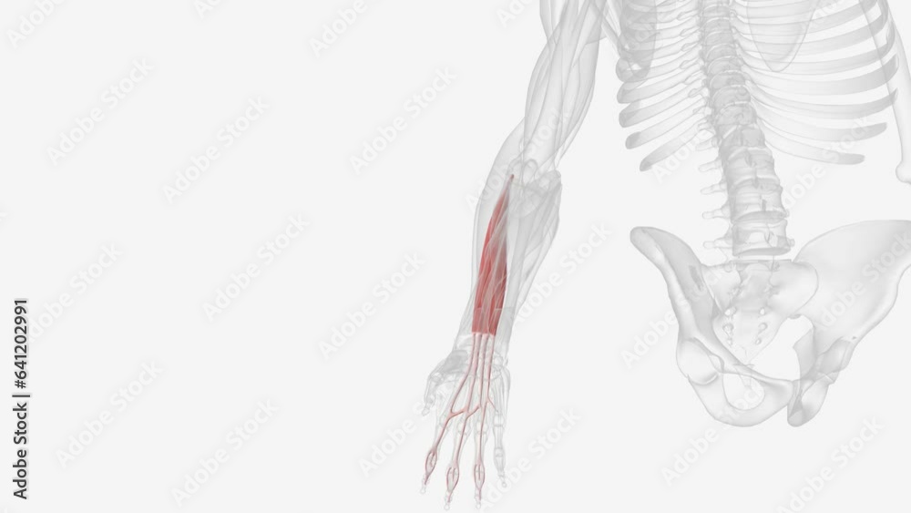 The extensor digitorum muscle is a muscle of the posterior forearm ...