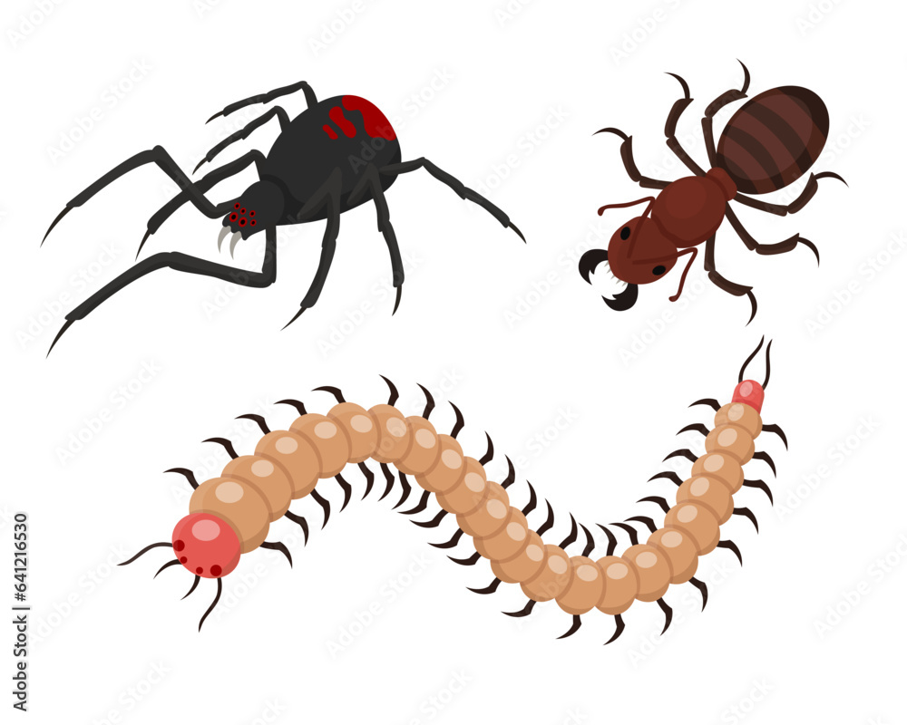 Creepy crawler insects vector illustrations set. Poisonous black widow ...