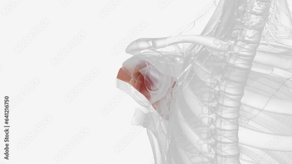 The infraspinatus is a thick triangular muscle that occupies much of ...