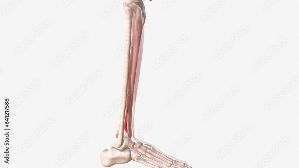 The tibialis anterior muscle, also known as the tibialis anticus, is ...