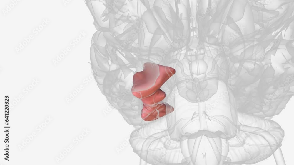The fusiform gyrus is a large gyrus that spans across the basal surface ...