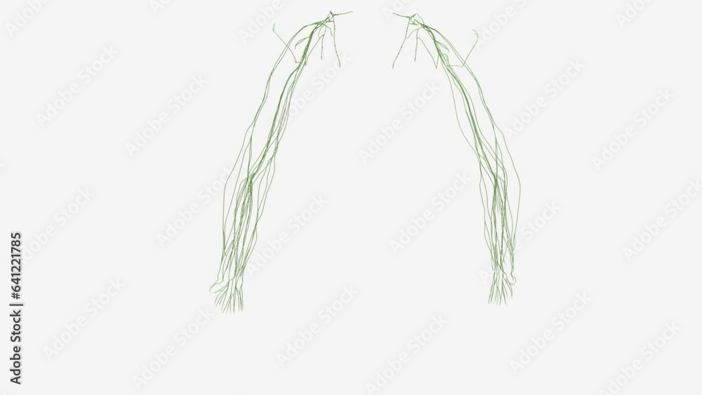 Vídeo do Stock: Lymph nodes of the upper limb include the cubital ...