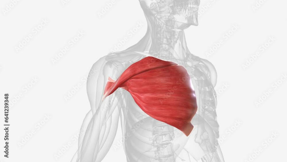 The pectoralis major is the superior most and largest muscle of the ...