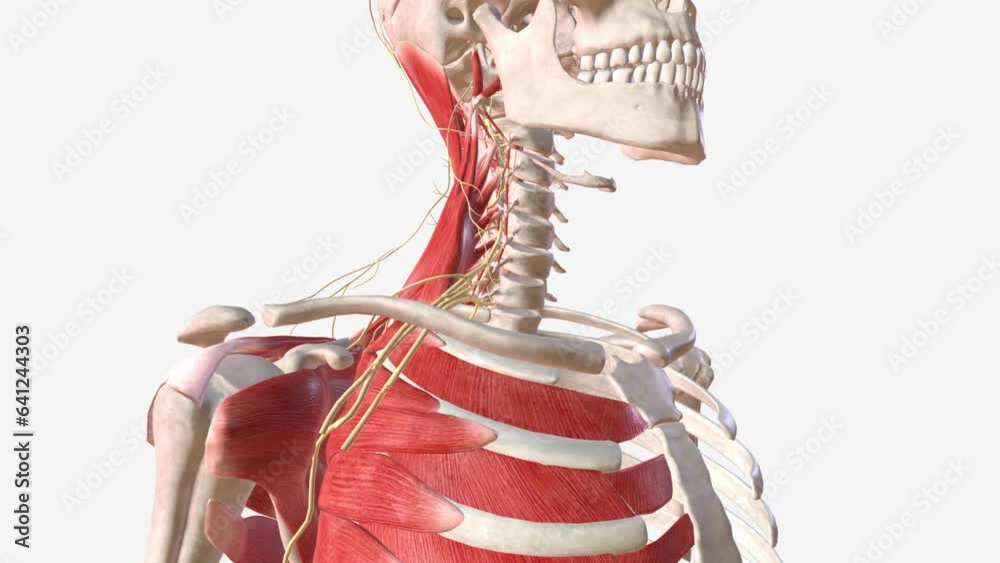 The neck muscles are innervated by various cervical nerves and their ...
