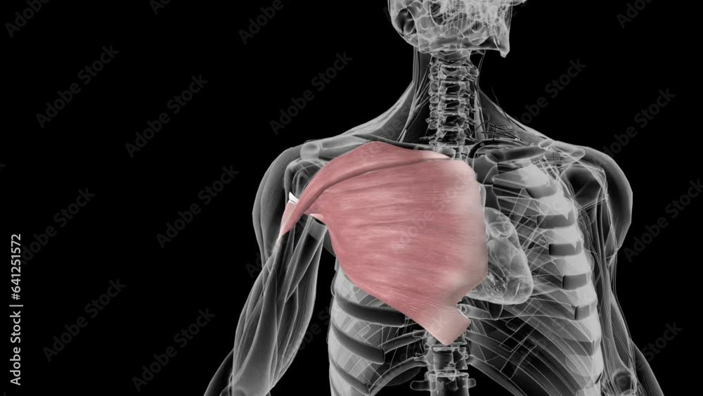 pectoralis major is the superior most and largest muscle of the ...