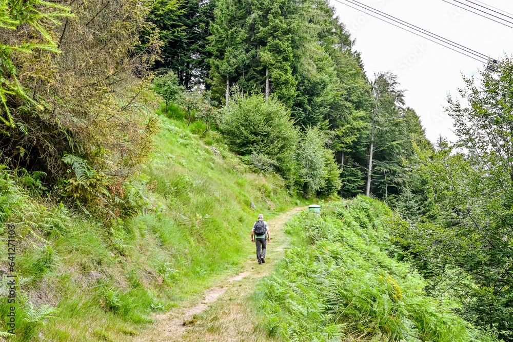 Cardada, Wanderweg, Wanderer, Aussicht, Lago Maggiore, Wald ...