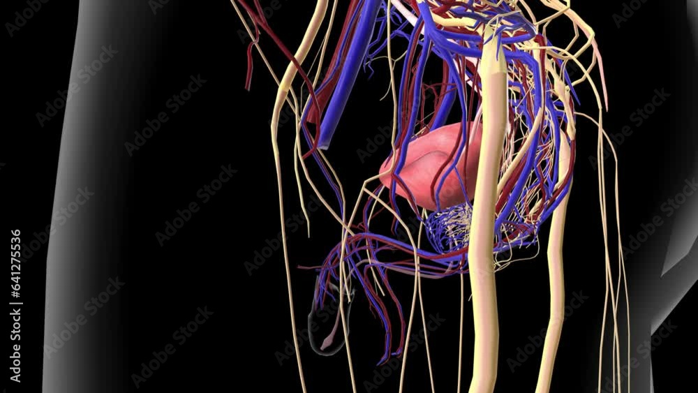 The male reproductive system contains the external genitals and ...