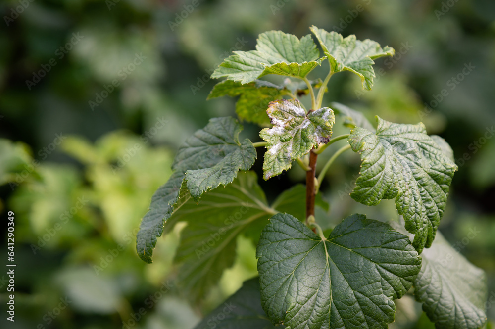 Powdery mildew. A disease caused by the reproduction of mycotic spores ...