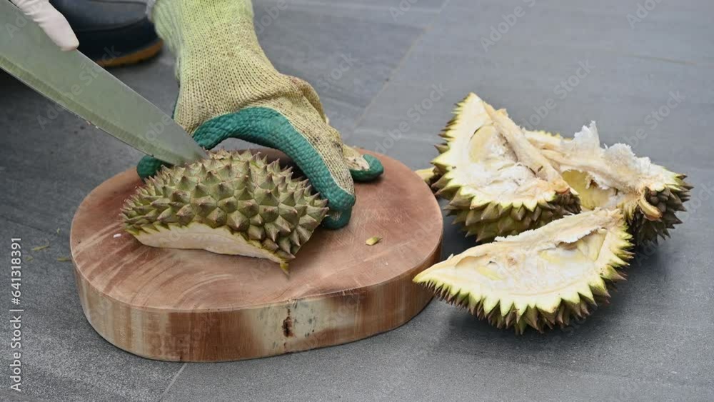 Someone holding Durian pulps after cut and removing a thick shells ...