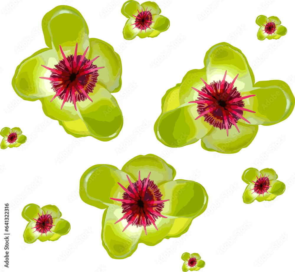 red pollen and green flower of Simpoh (Dillenia suffruticosa, simpoh ...