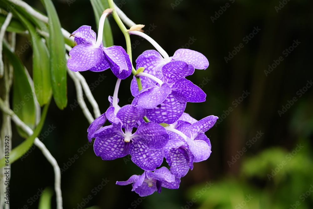 Vanda coerulea, commonly known as blue orchid, blue vanda or autumn ...