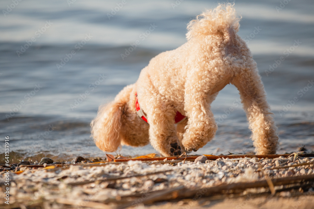 Cute shaggy toy poodle puppy walking on the lake - summer walk with the ...