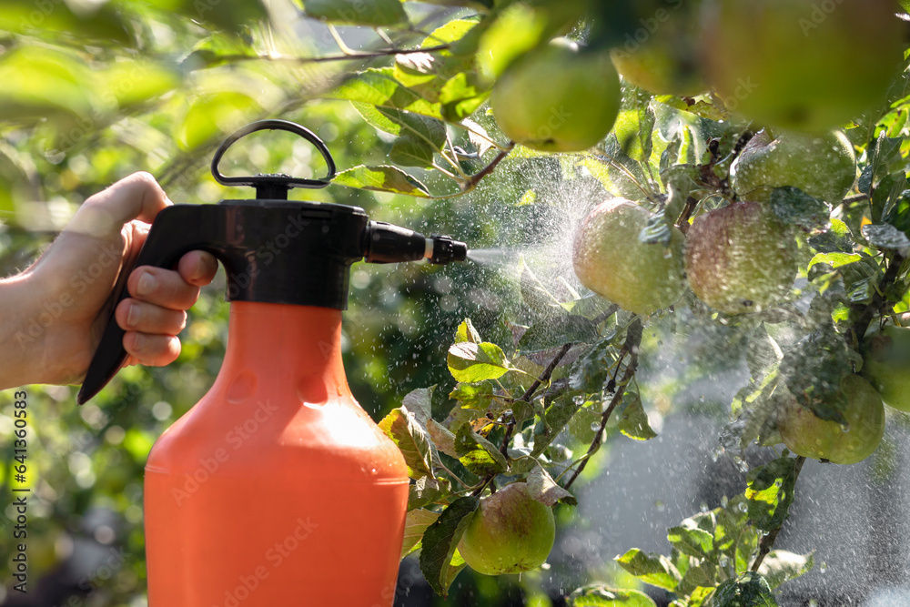 Spraying Apple Tree in Apples Garden against Diseases and Pests ...