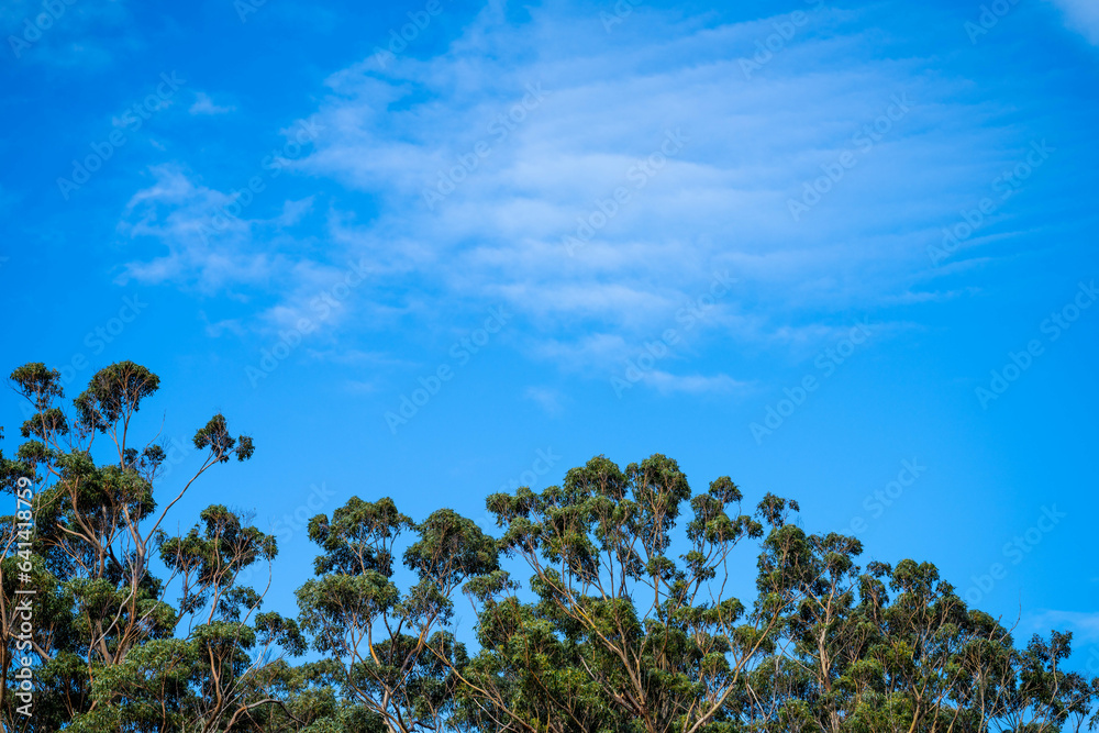 native gum tree growing in a forest in a national park in australia in ...