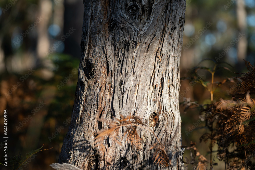 native gum tree growing in a forest in a national park in australia in ...