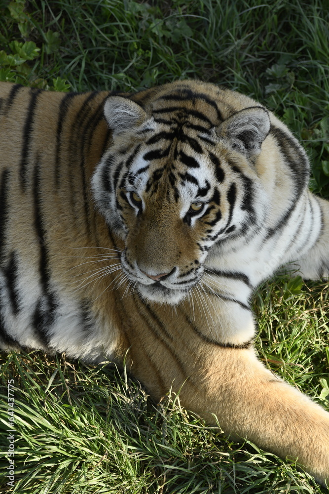Animals - traditionally (since Aristotle) distinguished category of ...