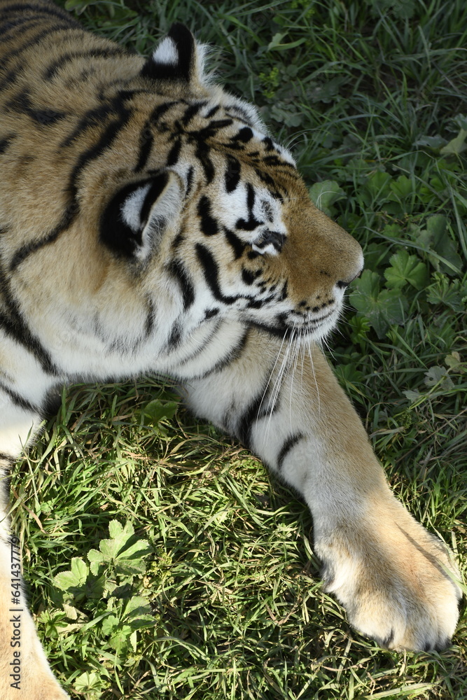 Animals - traditionally (since Aristotle) distinguished category of ...