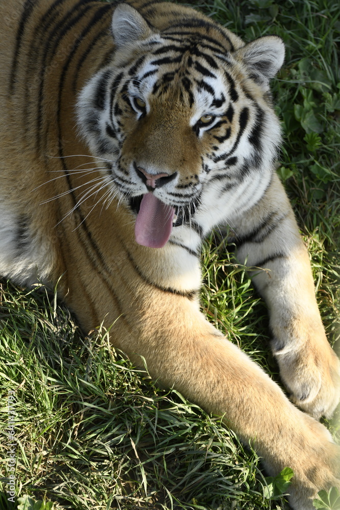 Animals - traditionally (since Aristotle) distinguished category of ...